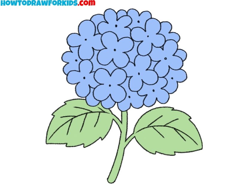 How to Draw a Hydrangea - Easy Drawing Tutorial For Kids