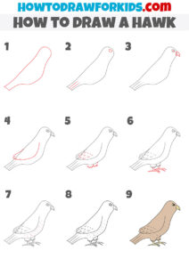 How to Draw a Hawk - Easy Drawing Tutorial For Kids