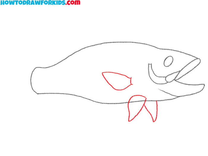 How to Draw a Bass Fish - Easy Drawing Tutorial For Kids