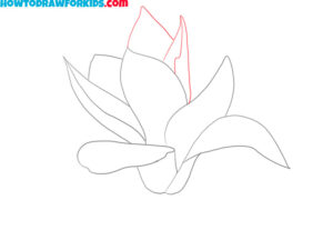 How to Draw a Magnolia - Easy Drawing Tutorial For Kids