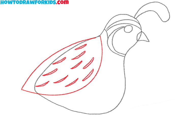 How to Draw a Quail - Easy Drawing Tutorial For Kids