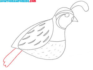 How to Draw a Quail - Easy Drawing Tutorial For Kids