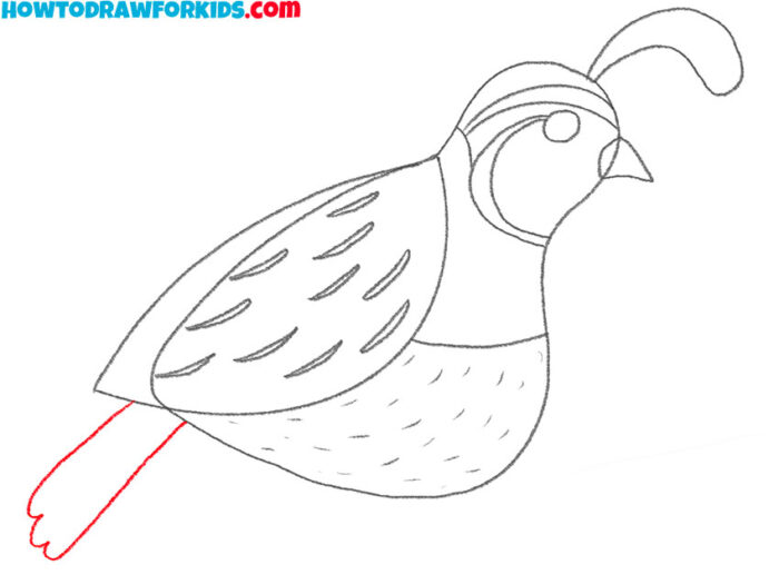 How to Draw a Quail - Easy Drawing Tutorial For Kids