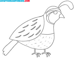 How to Draw a Quail - Easy Drawing Tutorial For Kids
