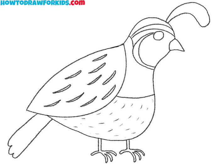 How to Draw a Quail - Easy Drawing Tutorial For Kids
