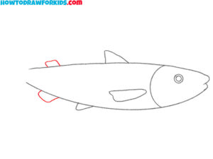 How to Draw a Salmon - Easy Drawing Tutorial For Kids